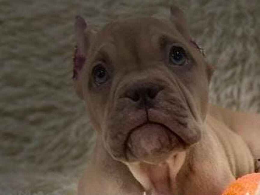 Щенки Американского Булли покет с документами