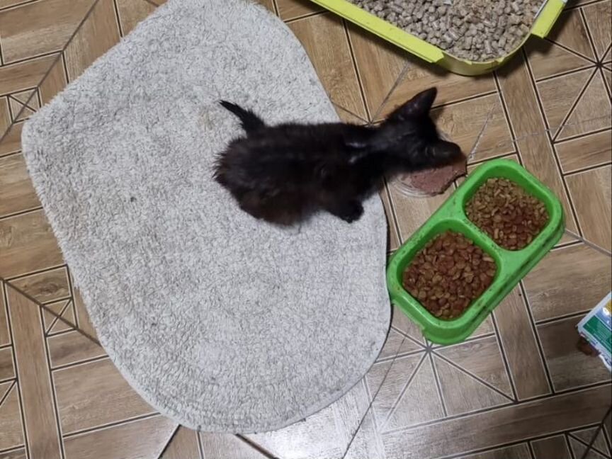 Котенок в добрые руки