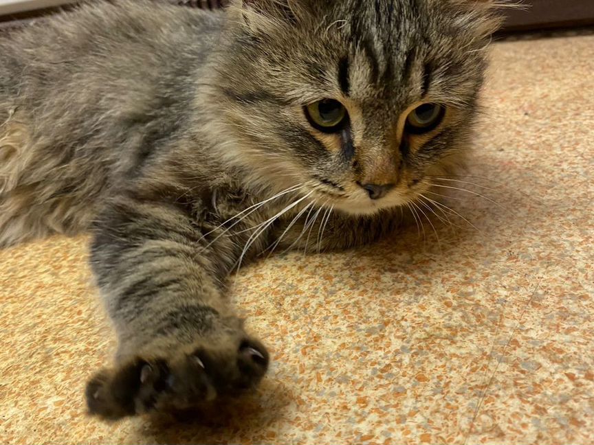 Ищем дом котенку