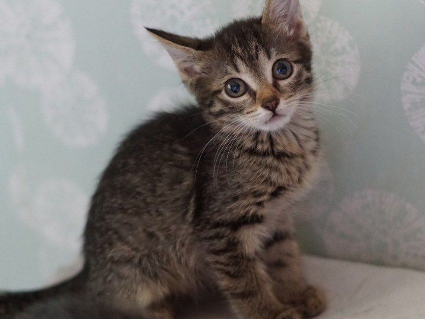 Котятки 3 мес. кошки