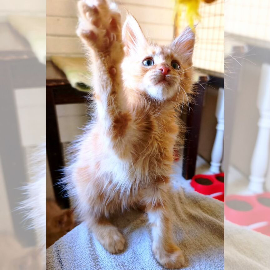 Мейн-кун котёнок