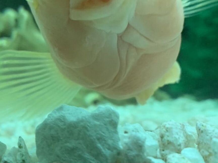 Аквариумная рыба попугай