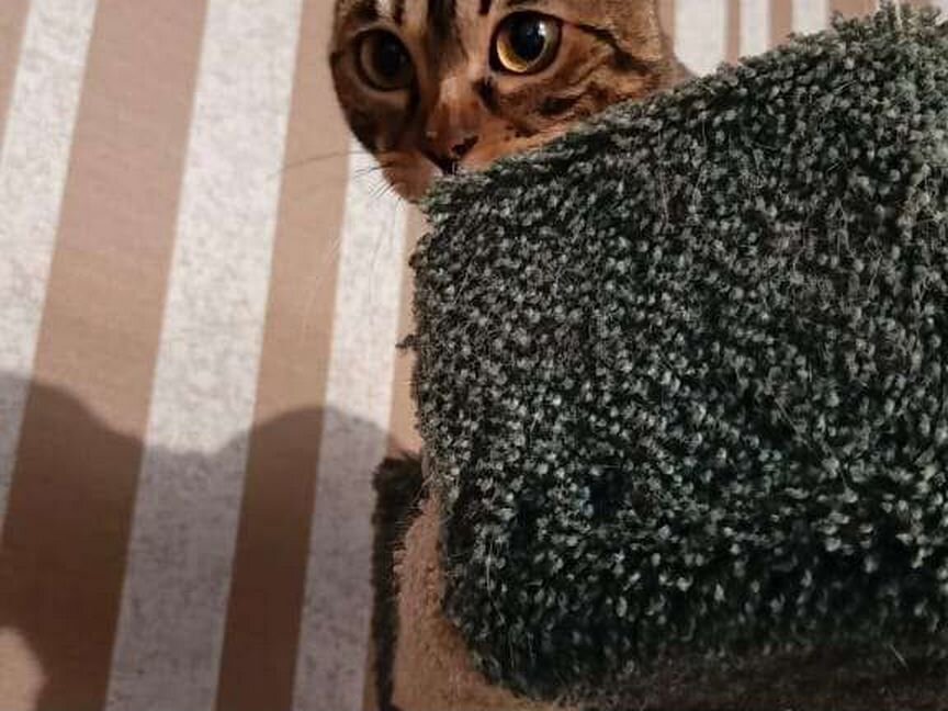 Бенгальская кошка в добрые руки