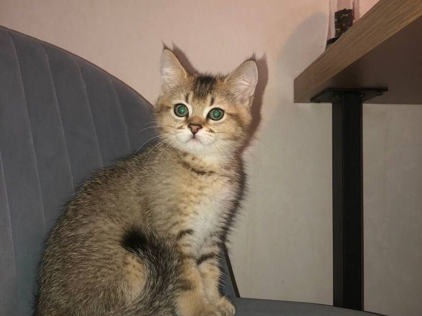 Шотландские котята