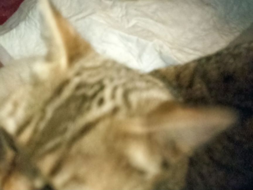 Кошка