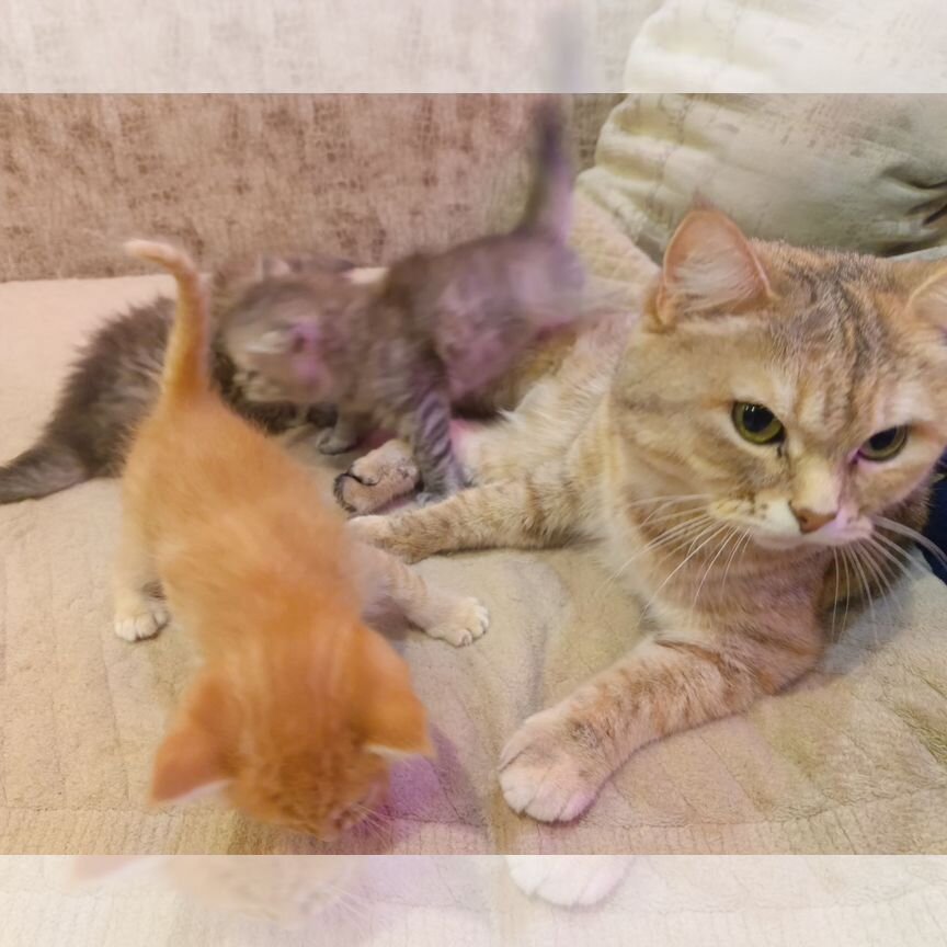 Британский короткошёрстный котёнок