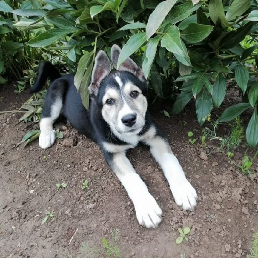 Сибирский хаски метис