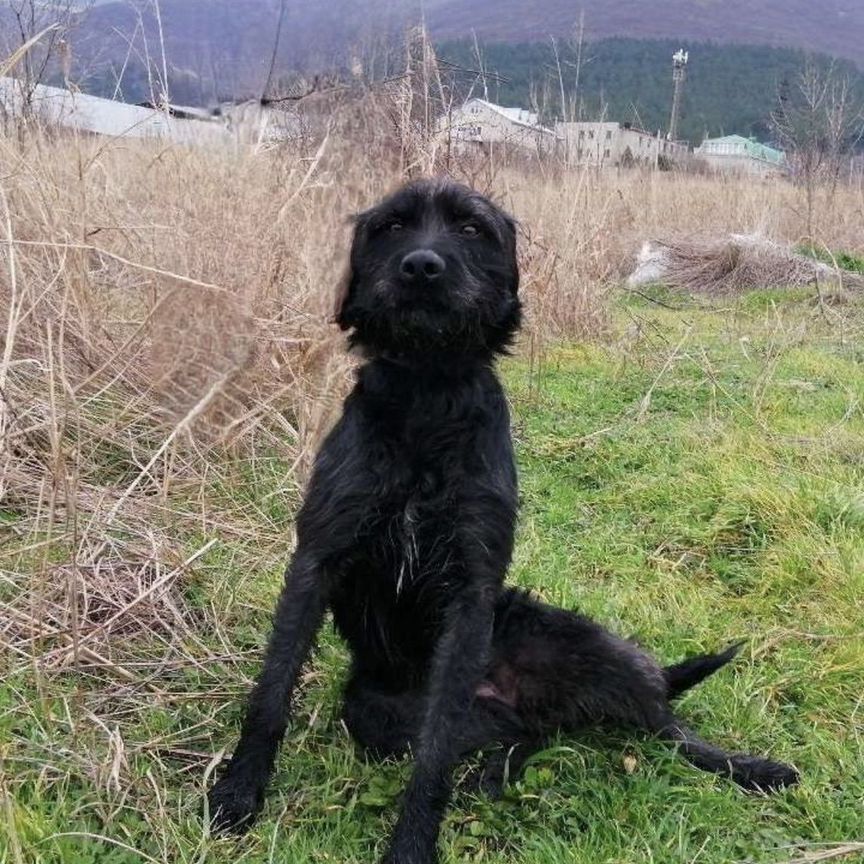 Метис ризеншнауцера в добрые руки