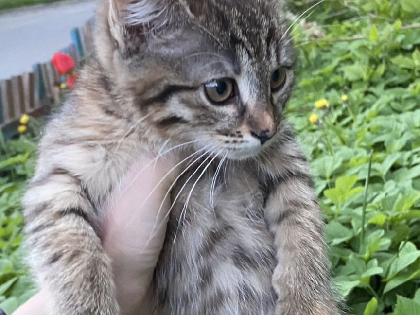 Кошечка