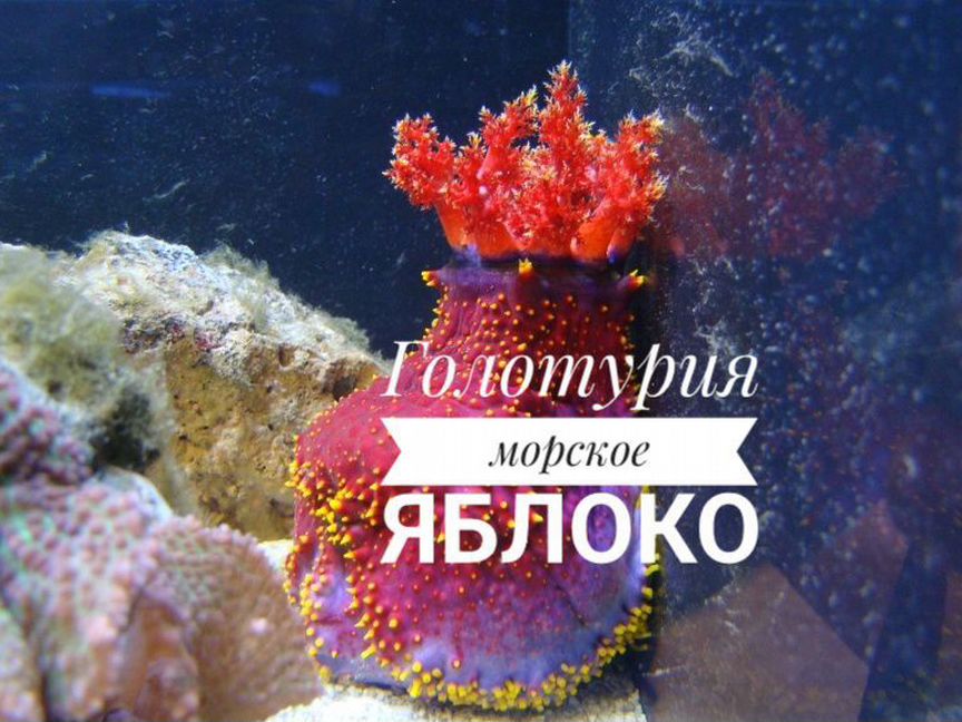 Голотурия морское яблоко, L (голотурия в наличии)