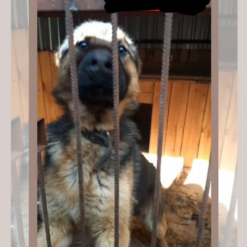 Взрослый пёс в добрые руки