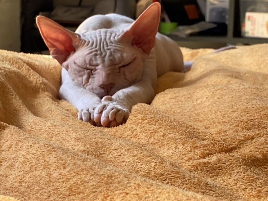 Кот на вязку сфинкс