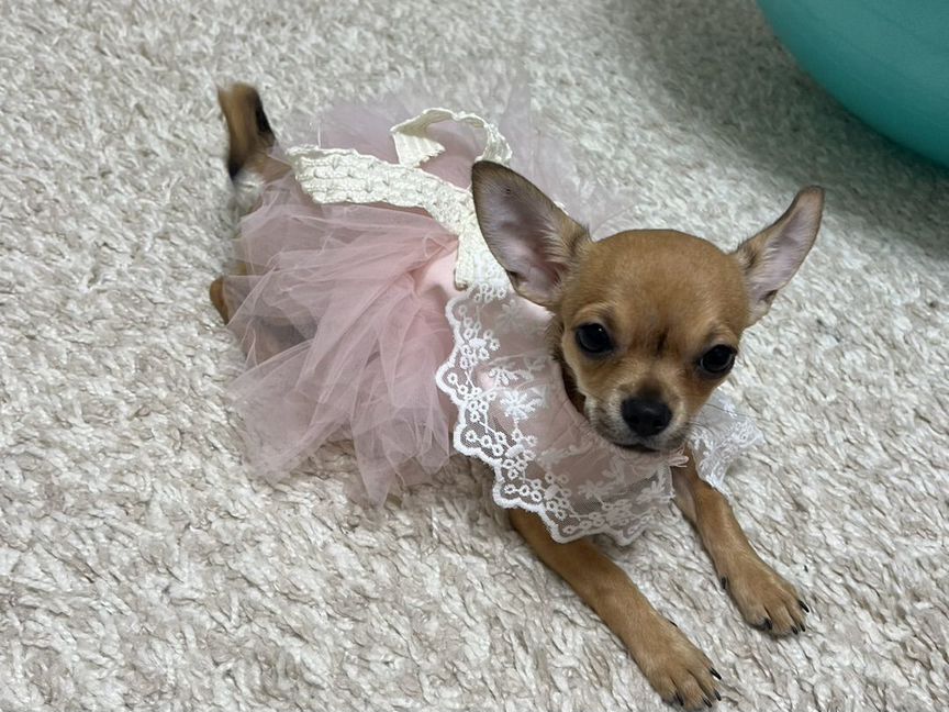 Щеночек Чихуахуа