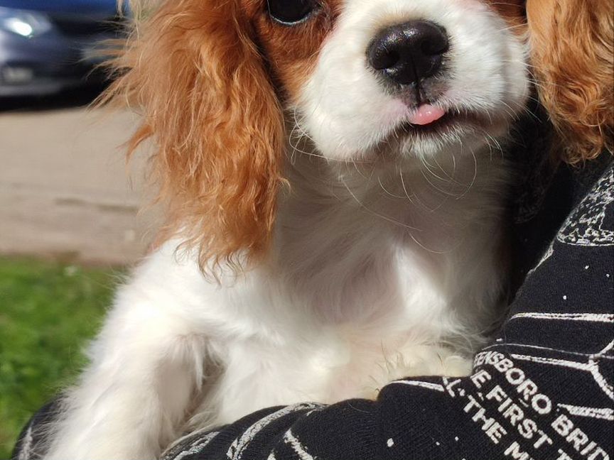 Мальчик одуванчик. ккчс