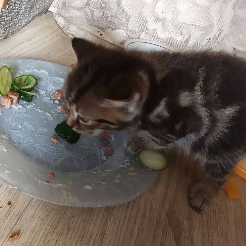 Котята