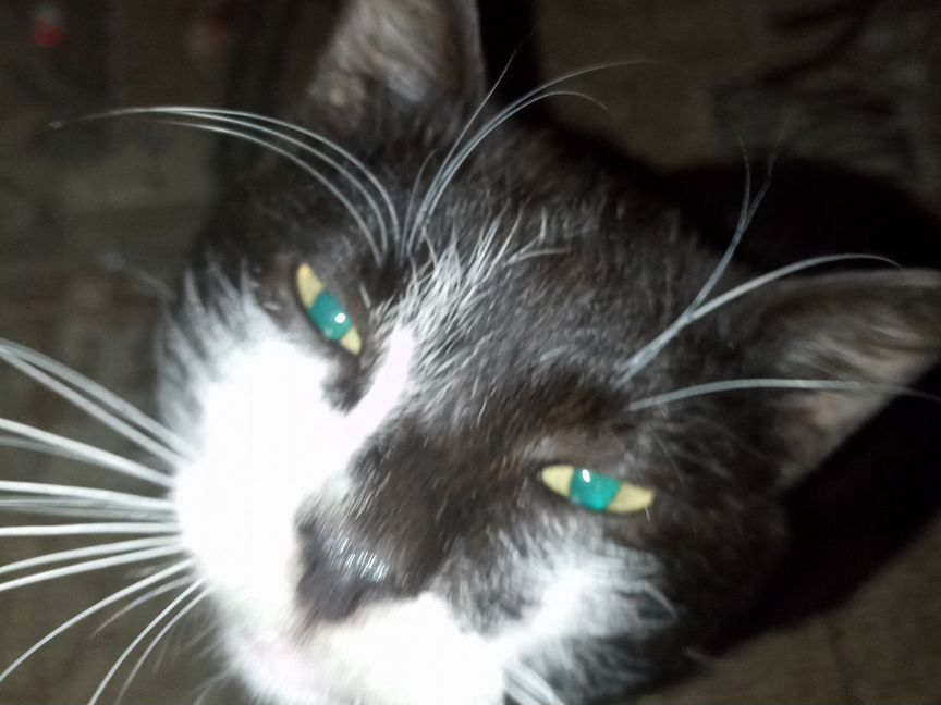 Котик беспородный