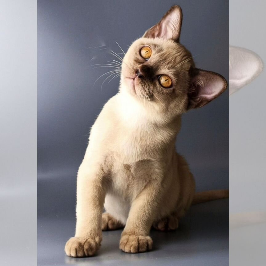 Европейский бурманский котёнок