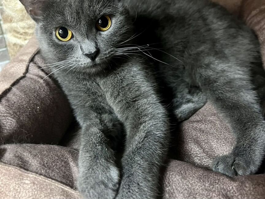 Котенок девочка русская голубая Шерри 8 мес