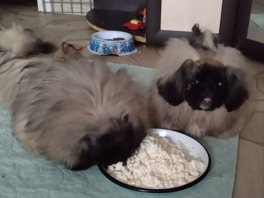 Щенки пекинеса