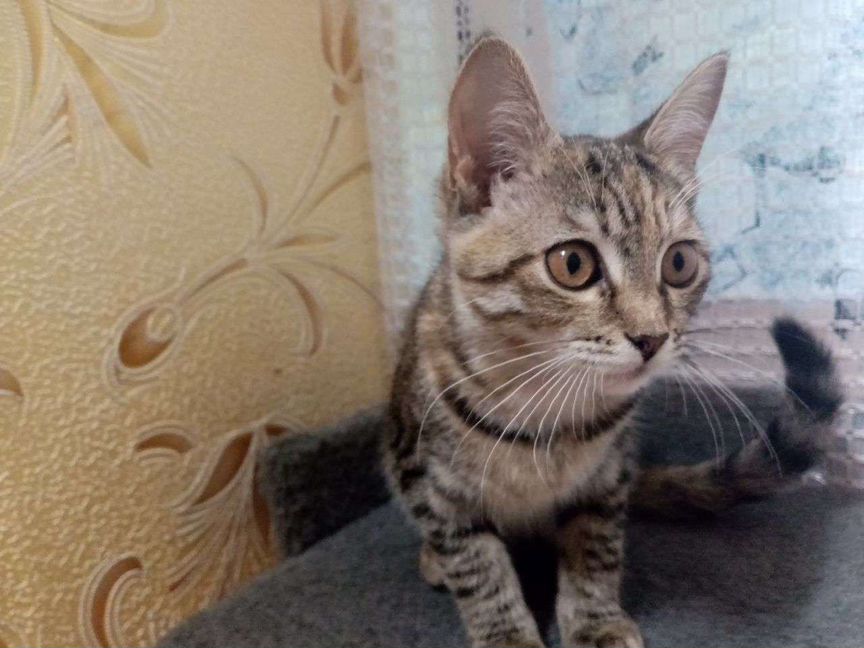 Британская короткошерстная кошка