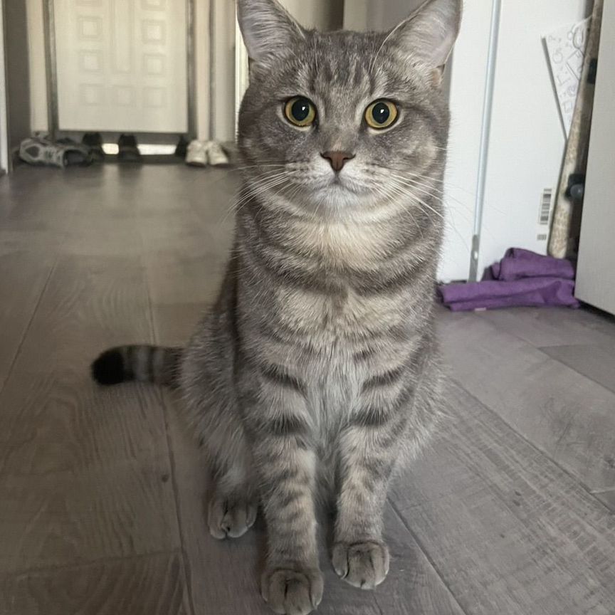 Кот вязка