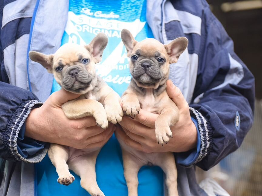 Девочки французского бульдога 2 м