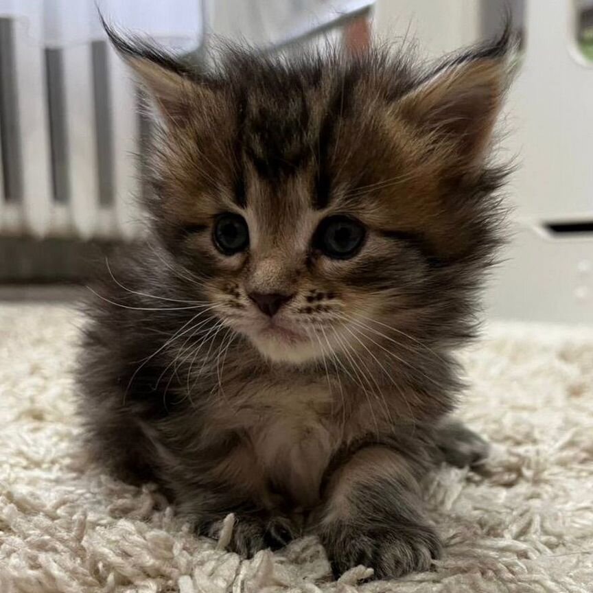 Мейн-кун котёнок