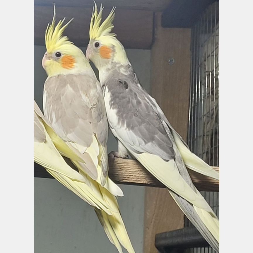 Попугай корелла