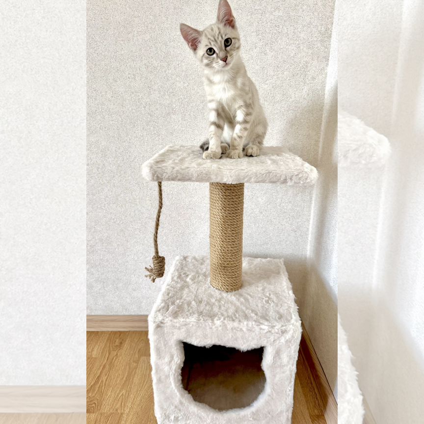 Отдам котенка в добрые руки
