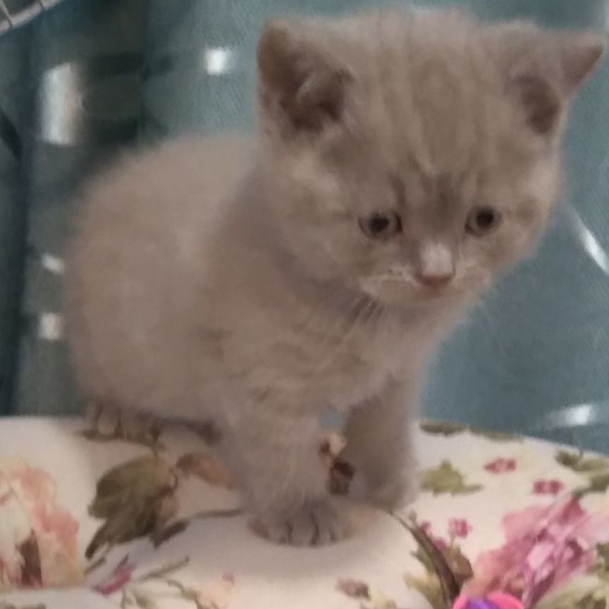 Шотландский прямоухий короткошёрстный котёнок