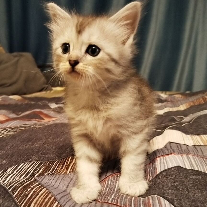 Шотландские прямоухие котята скотиш страйт