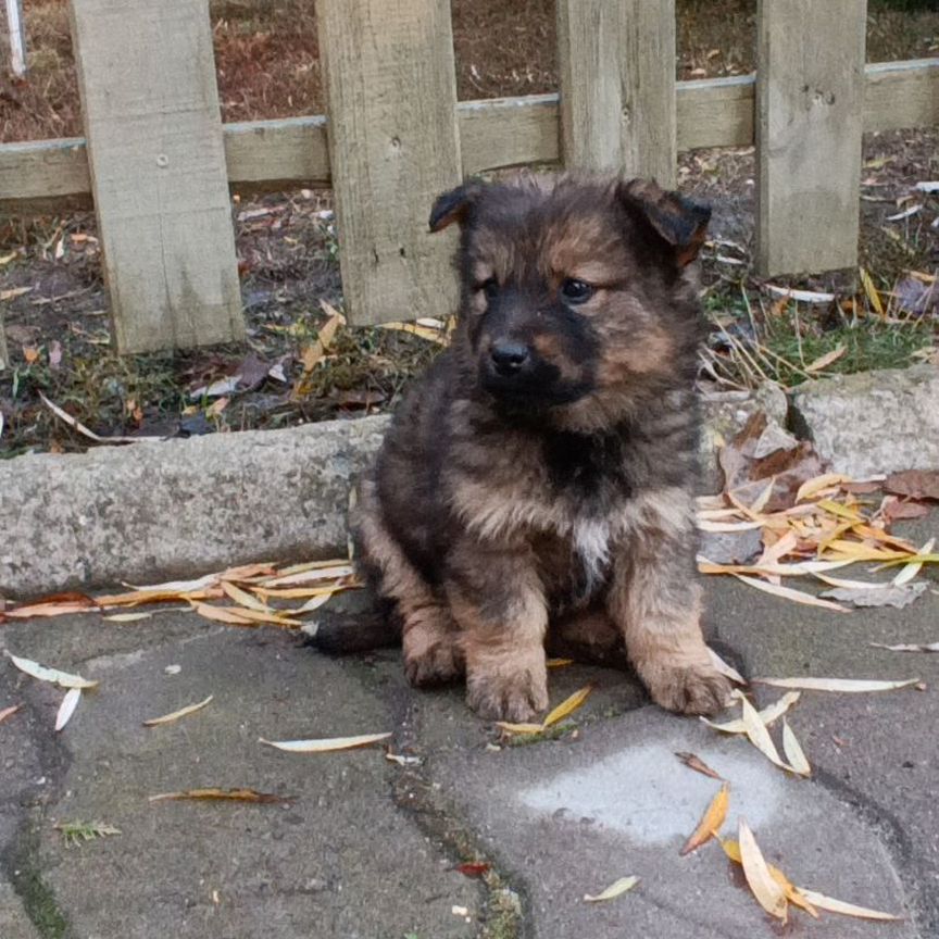 Щенок 1,5 месяца, кобель, пушистый