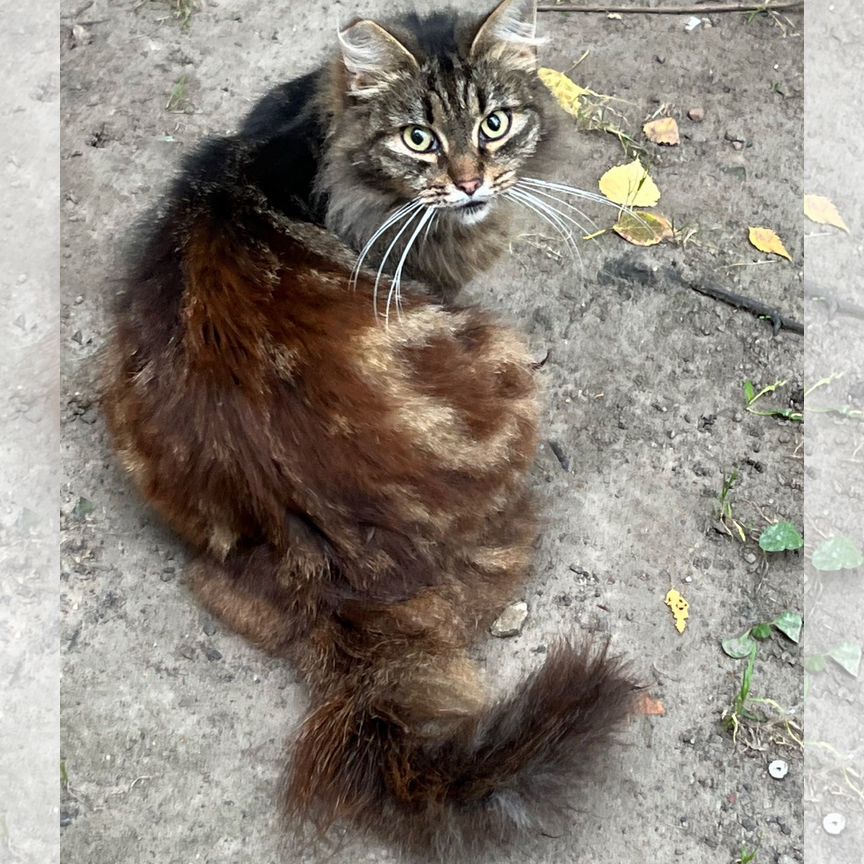 Кошенька в опасности