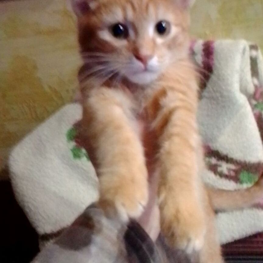 Котята в добрые руки бесплатно