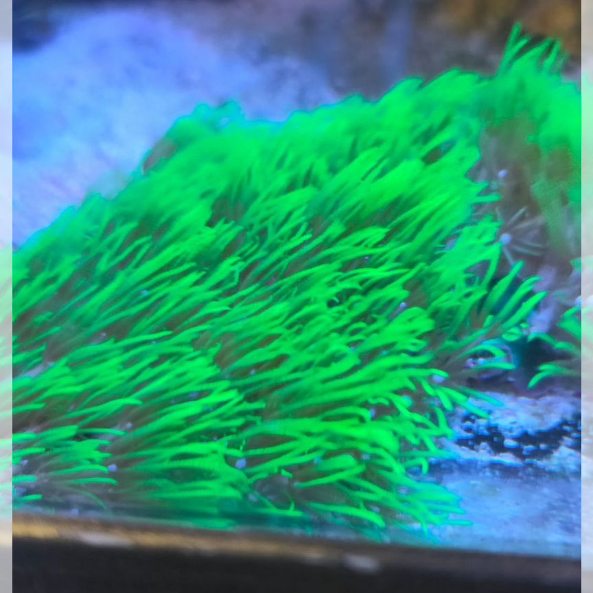 Коралл Бриариум