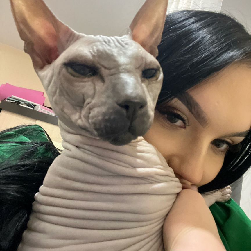 Донской сфинкс кот