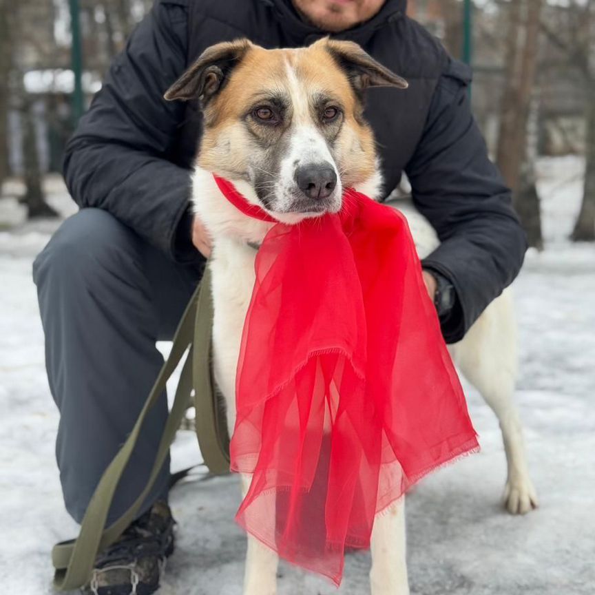 Собака в добрые руки