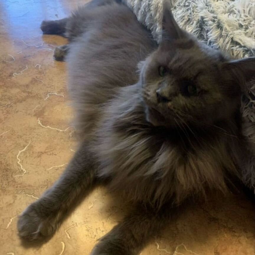 Кошка Мейнкун