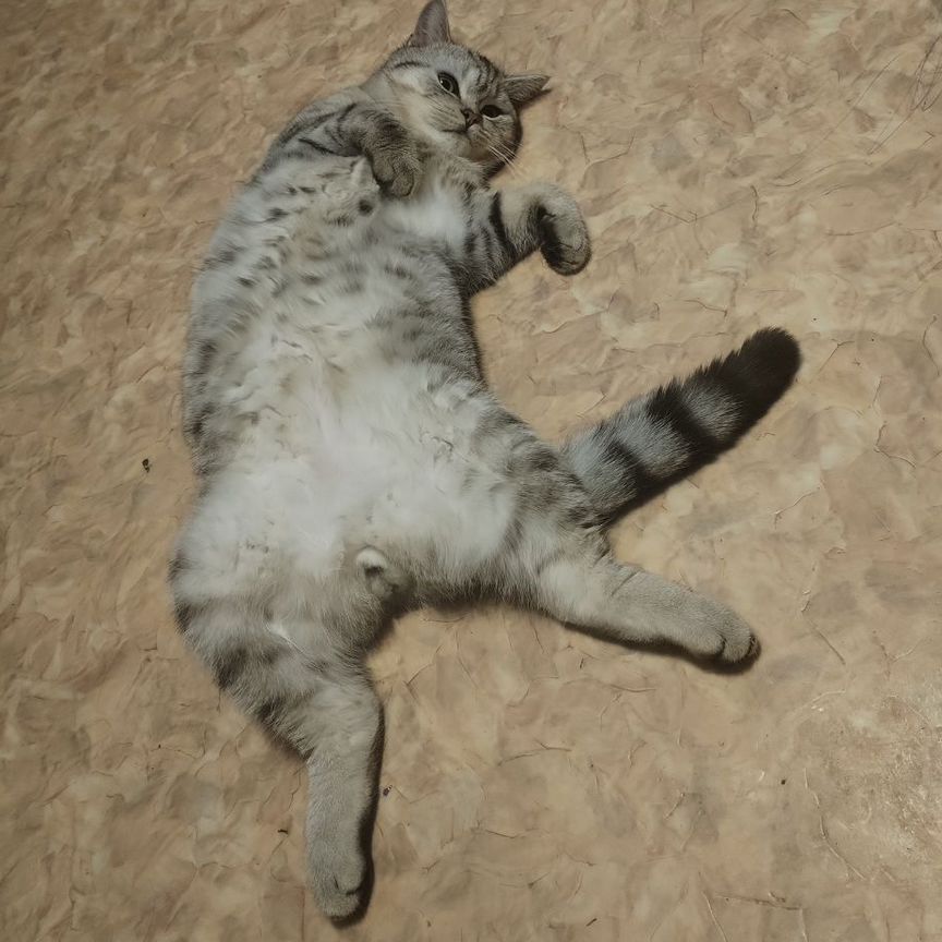 Шотландский вислоухий длинношёрстный котёнок