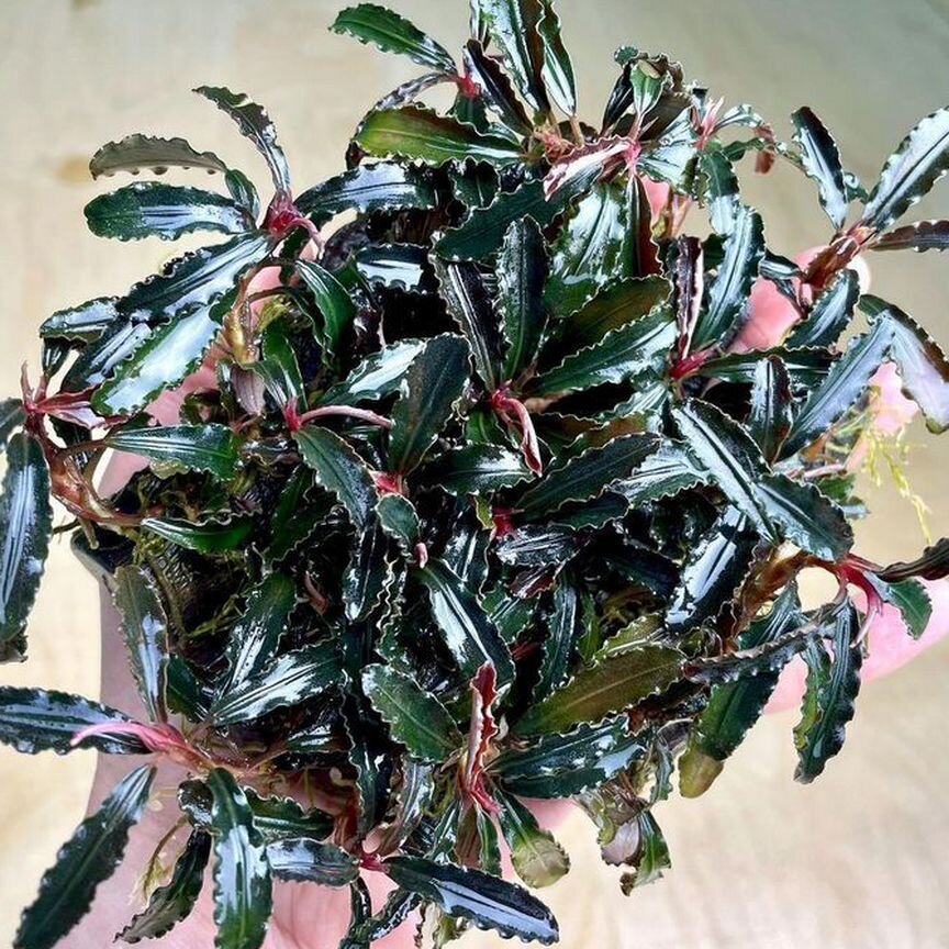 Буцефаландра Kedagang и Ghost Brownie