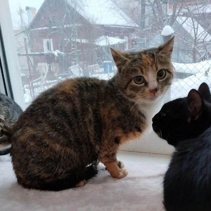 Котёночек ищет дом