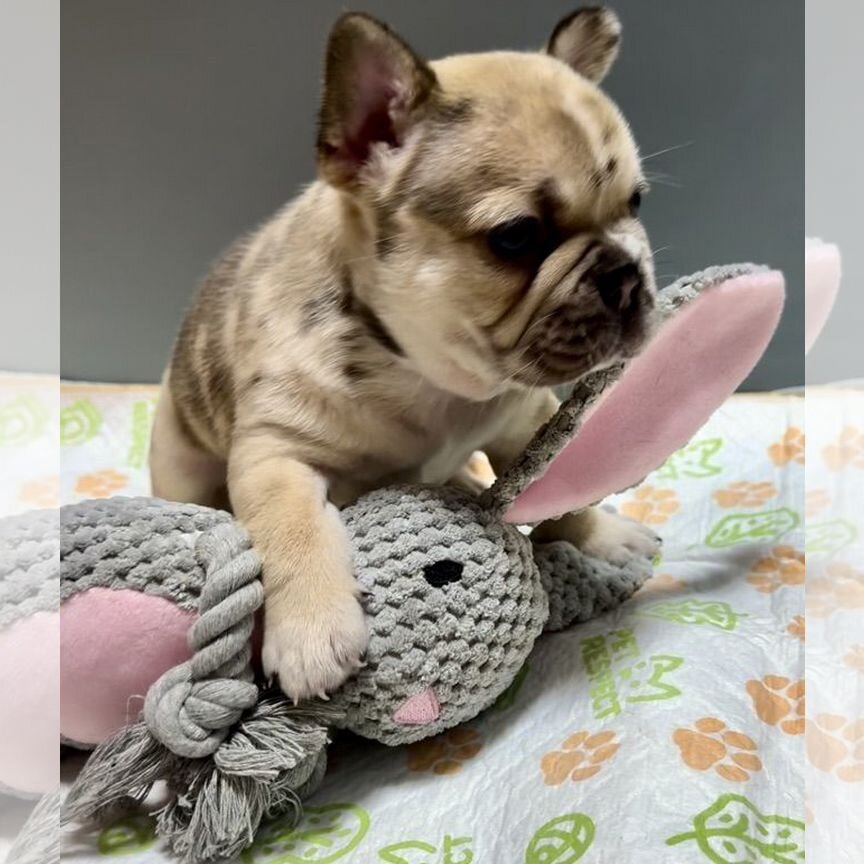 Французский бульдог super девочка