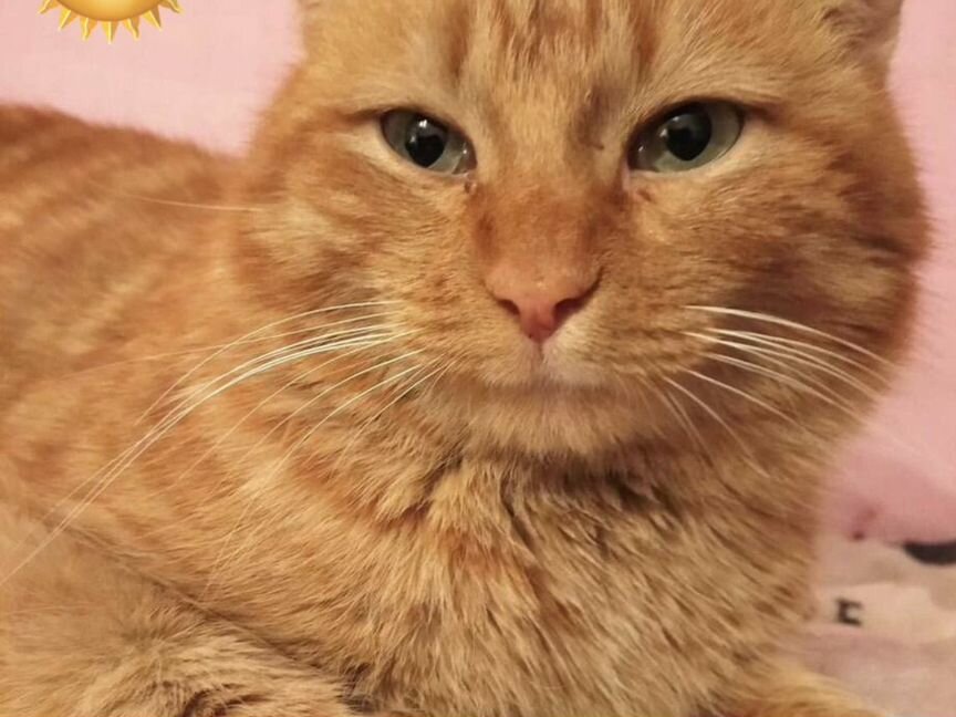 Солнышко кот в дом