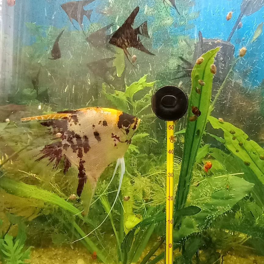 Малек скалярии