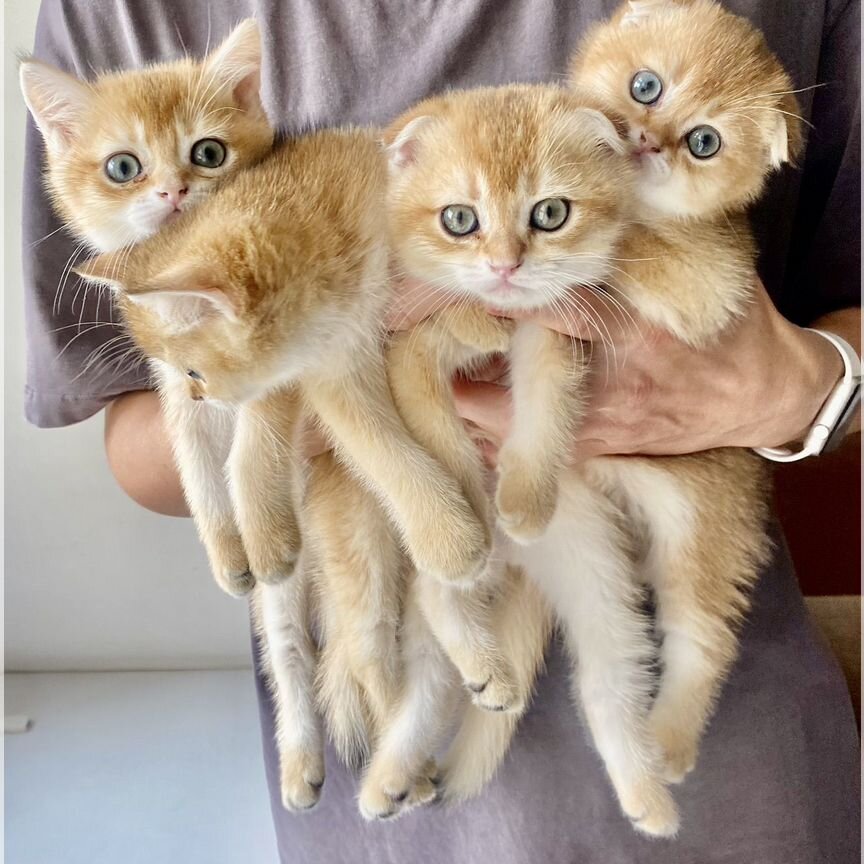 Шотландские золотые шиншиллы котята