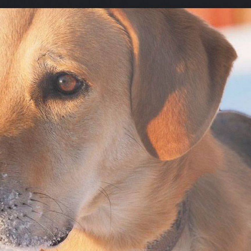 Щенки русской гончей