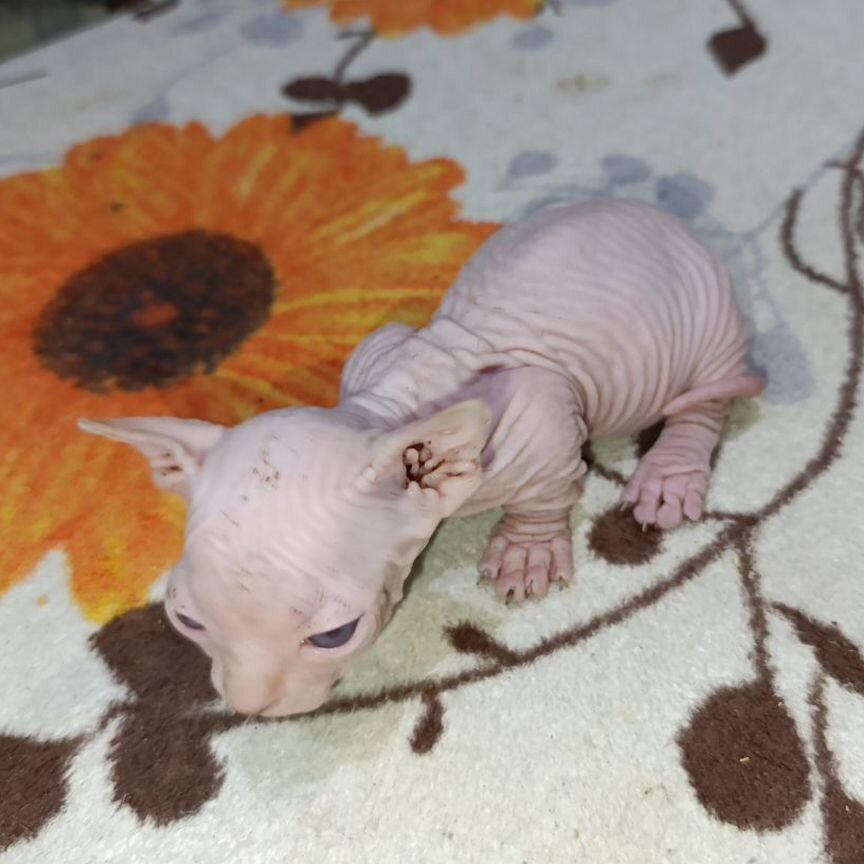 Канадский сфинкс котёнок