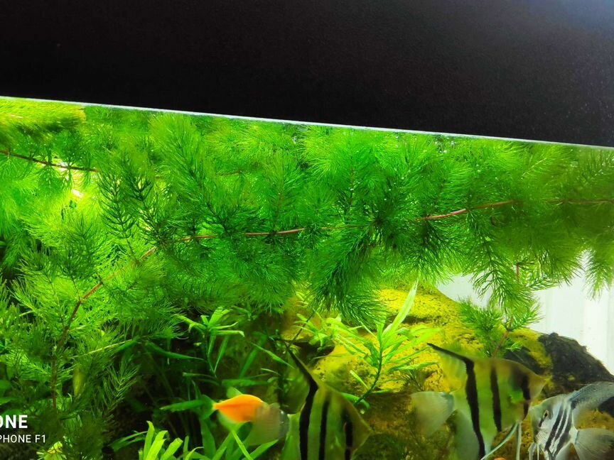 Роголистник