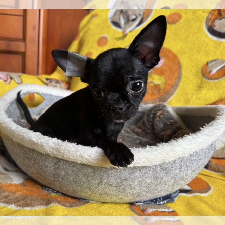 Чихуахуа, щенок