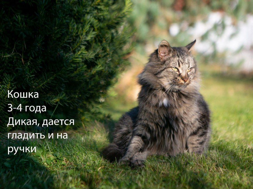 Кошка 3-4 года